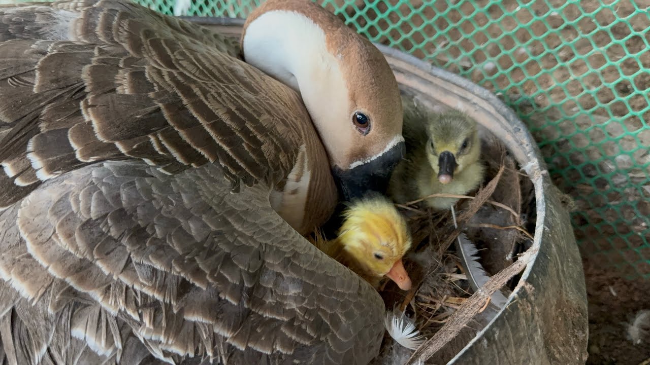 Two geese give birth, five more to be born #love #smart #aww - YouTube