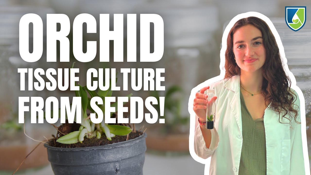 How To Successfully Grow Orchids From Seed Using Tissue Culture ...