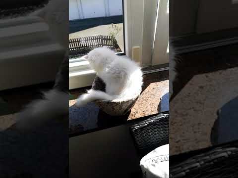 #TerastaKeyifYapiyor#SevimliKediMecnun