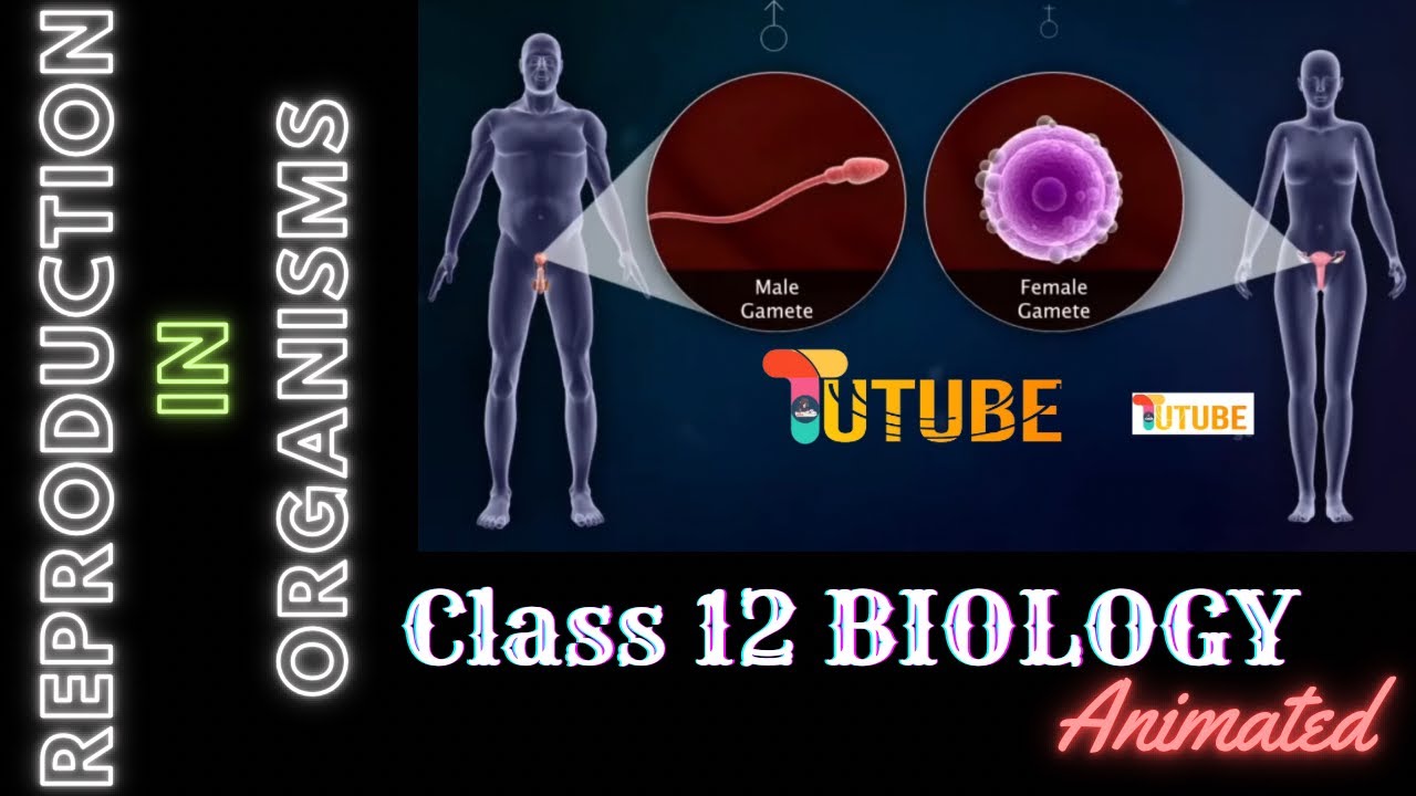 Reproduction in Organism in One Shot 🔥 Class 12 Biology Chapter 1 👍 ...