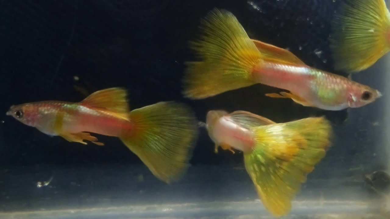 Pingu Guppy Fish - YouTube