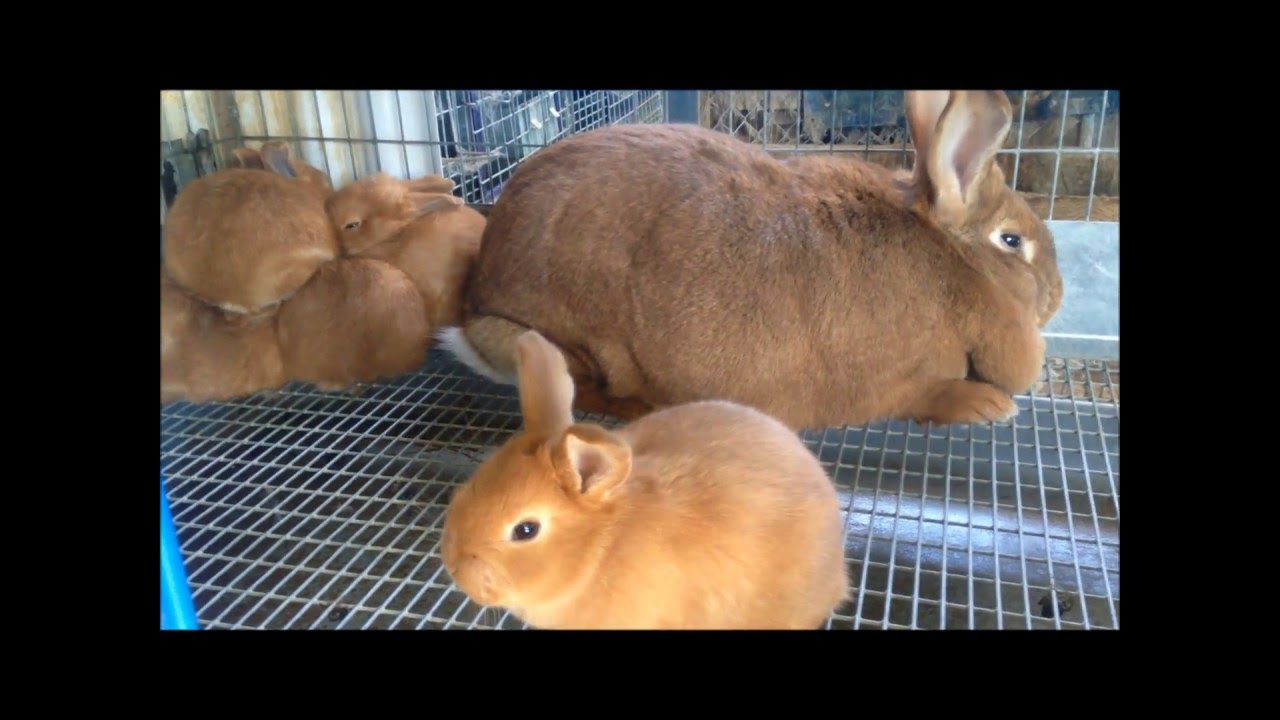 New Zealand Red & Broken Red Update 3/25/16 - YouTube