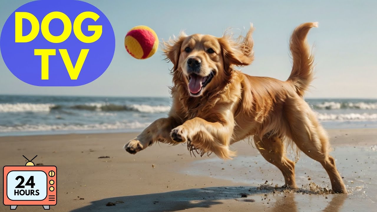 DOG TV: Music & Fun for Dogs - 24 Hours of Entertainment for Dogs Home ...