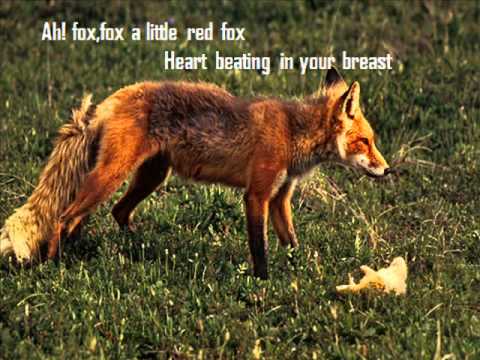 The Red Fox - YouTube