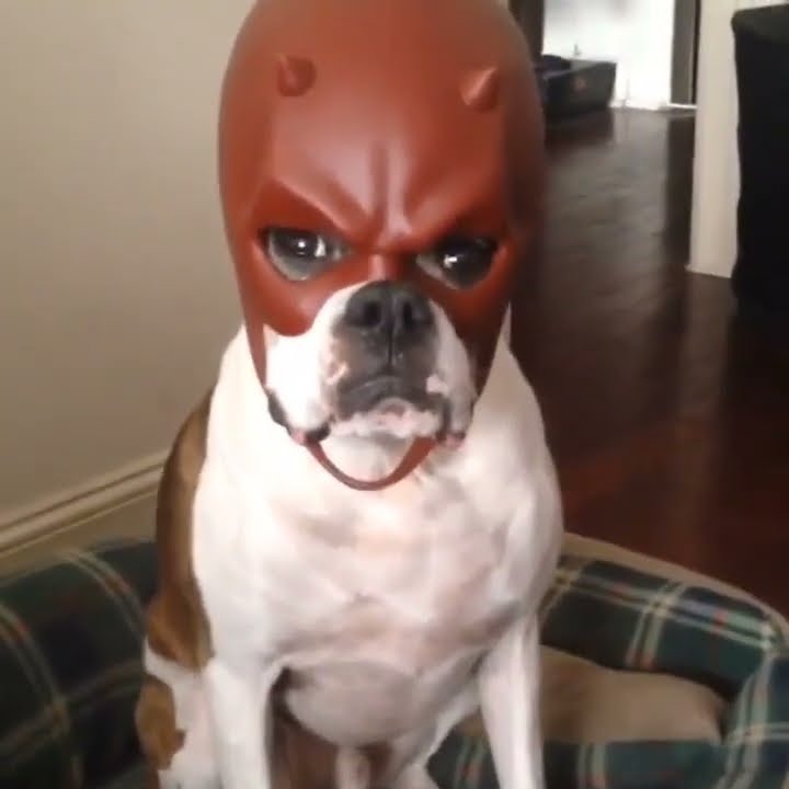 Daredevil Dog - YouTube