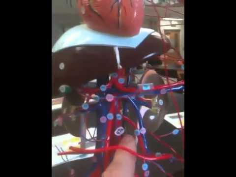 Most of wireman circulatory model - YouTube