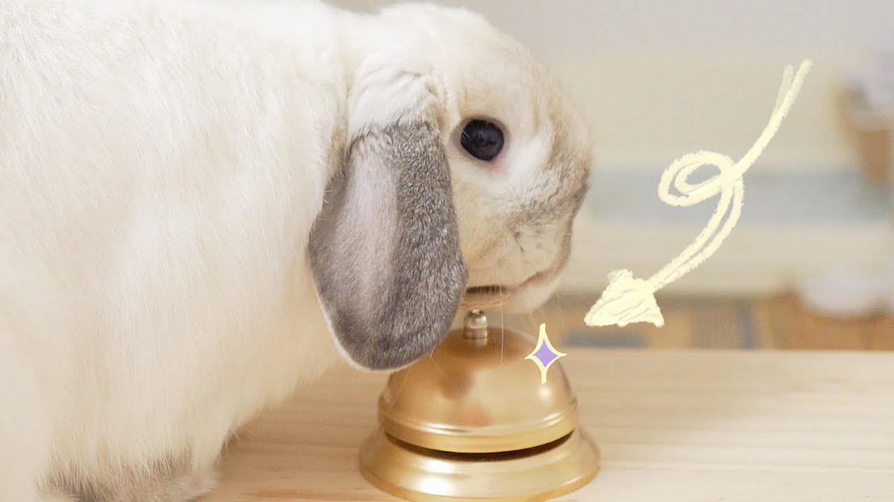 🔔Bunny rings the bell🔔 - YouTube