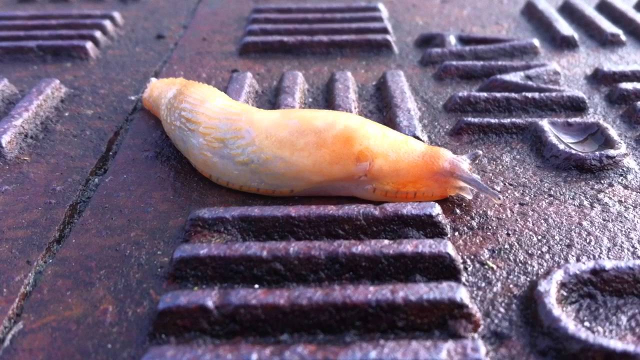 Beautifully ugly slug from Bristol - YouTube