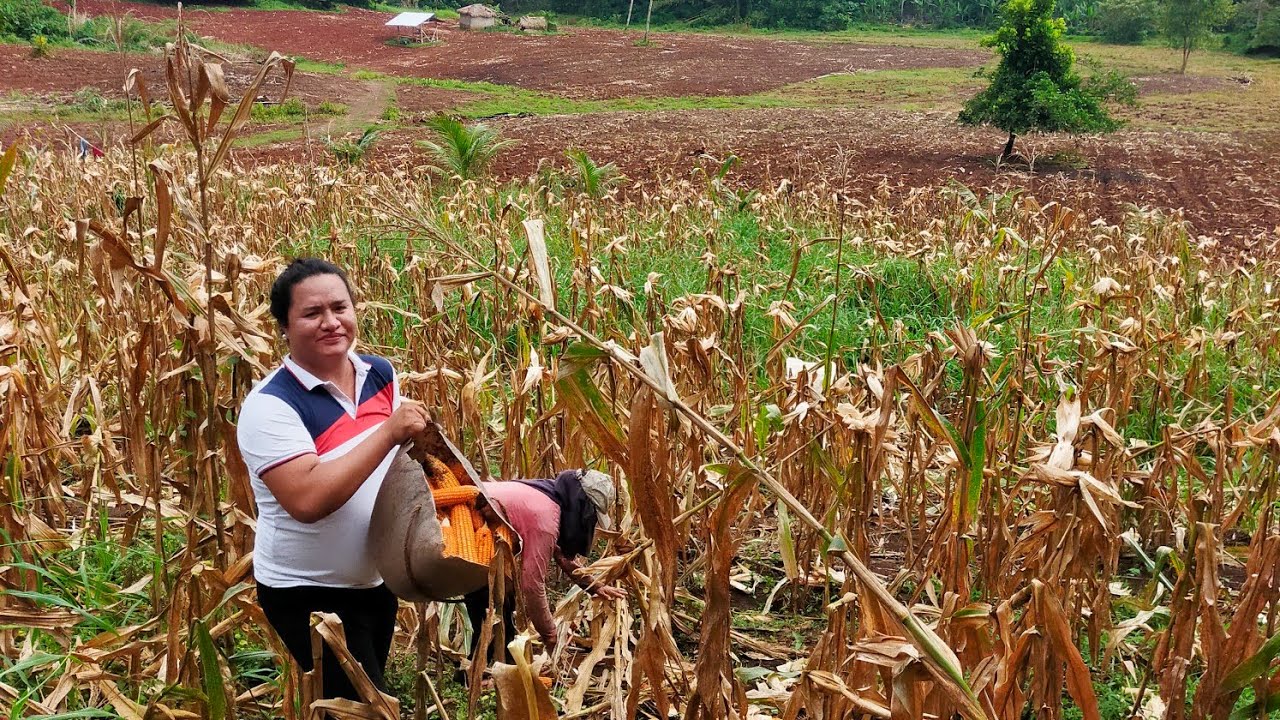 FIRST TIME KO NAG HARVEST NG MAIS!PINAGALITAN AKO #amazing #farmers # ...