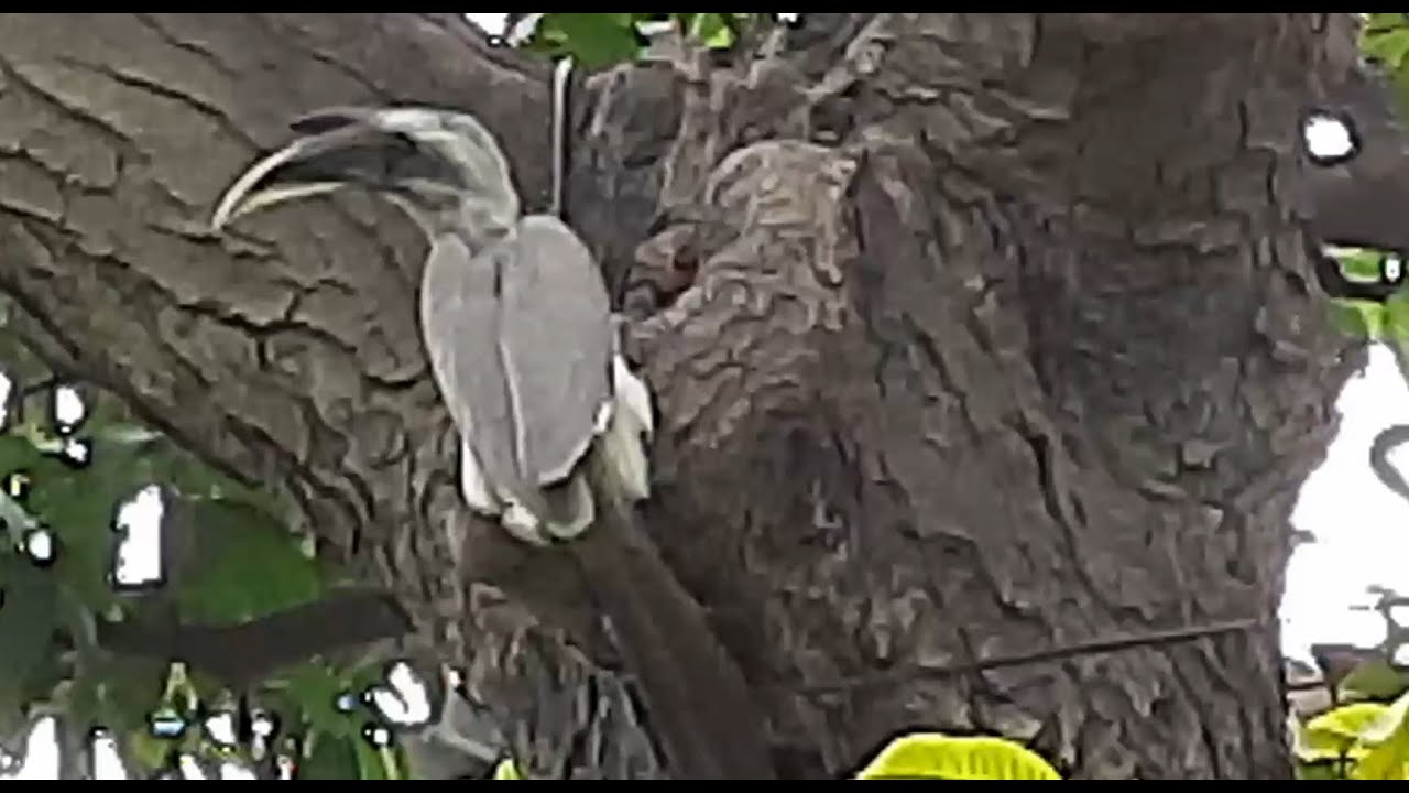 Hornbill bird | धनेश पक्षी - YouTube