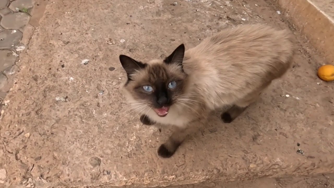 Siamois cat tries to win affection after her owner left her in the ...