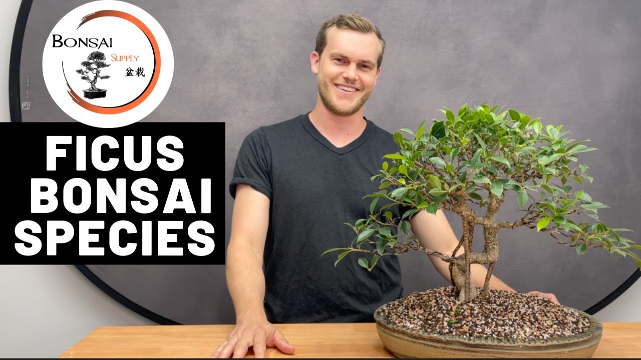 Ficus as Bonsai | Bonsai Species | The Bonsai Supply - YouTube