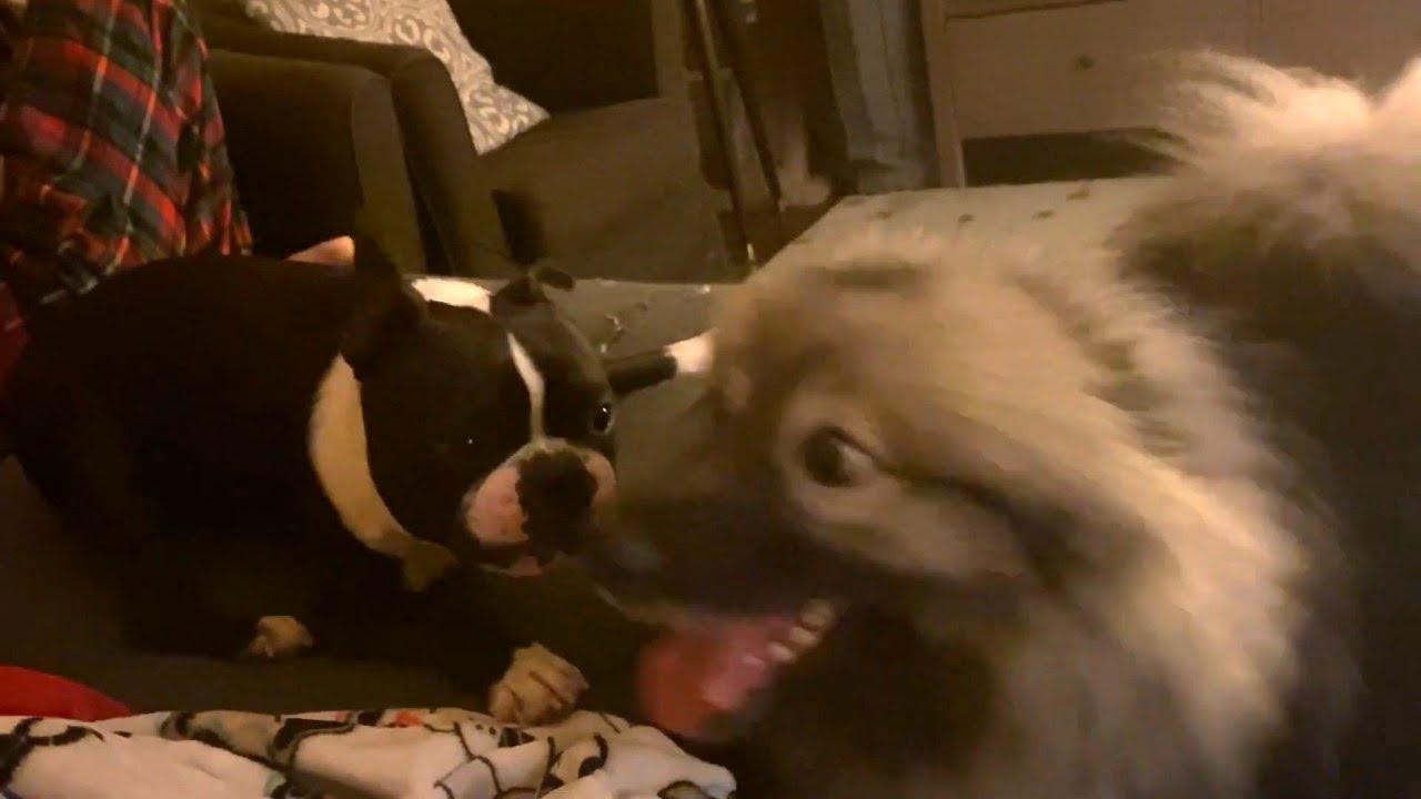 Goofy Boston Terrier Plays With His Fluffy Keeshond Brother And Makes ...
