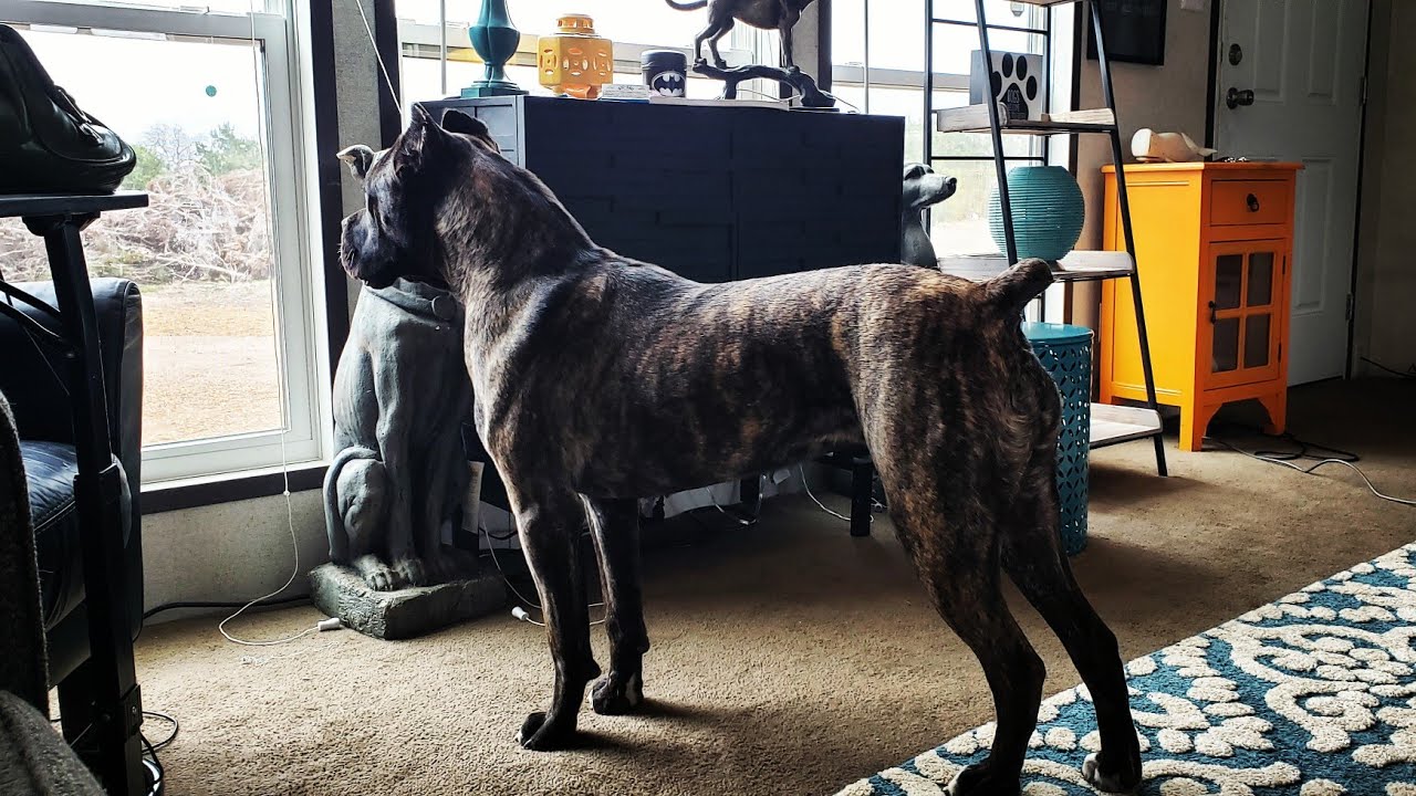 Explaining the Structural Fault of a Steep Croup - YouTube