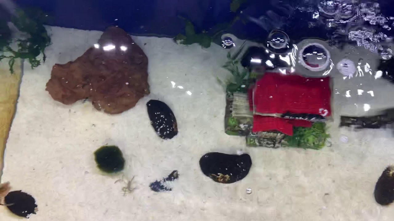 Update on the Home Pearl Farming Experiment - YouTube