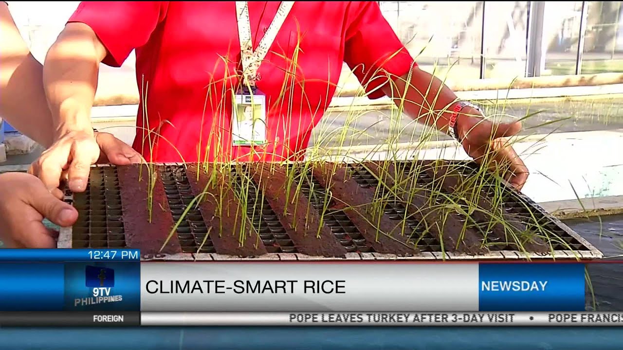 Climate-Smart Rice - YouTube