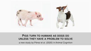Do Pigs Like Dogs
