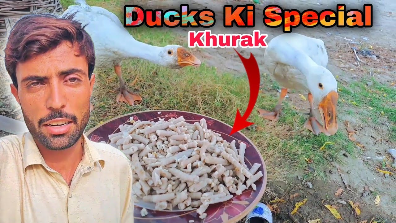 Ducks Ki Special Khurak | White Ducks | Noman Vlogs - YouTube