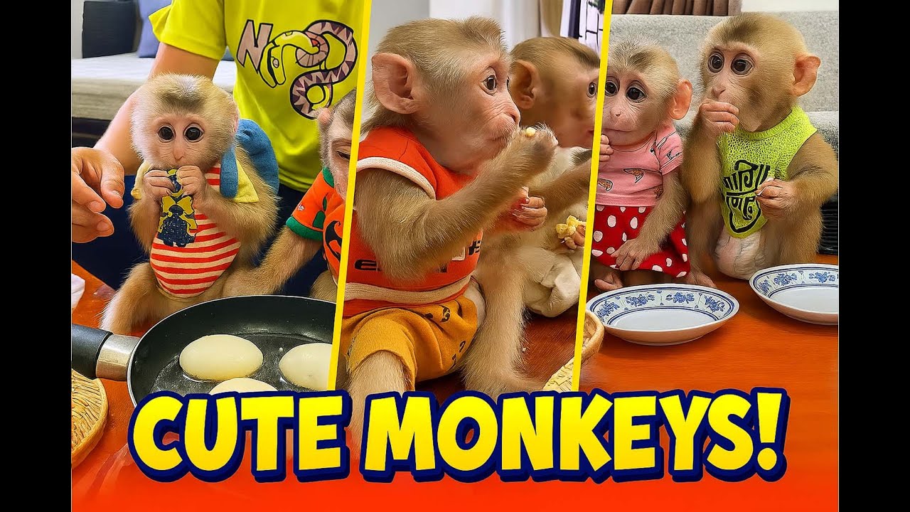 Best Friends Forever – Me and My Monkey 🐒💖#HappyMonkey | #monkey # ...