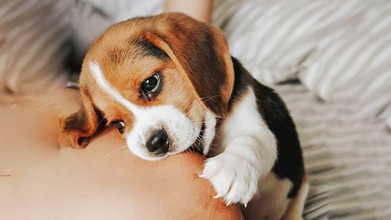 AWW CUTE BABY ANIMALS - Funny and cute moments of animal loving family ...