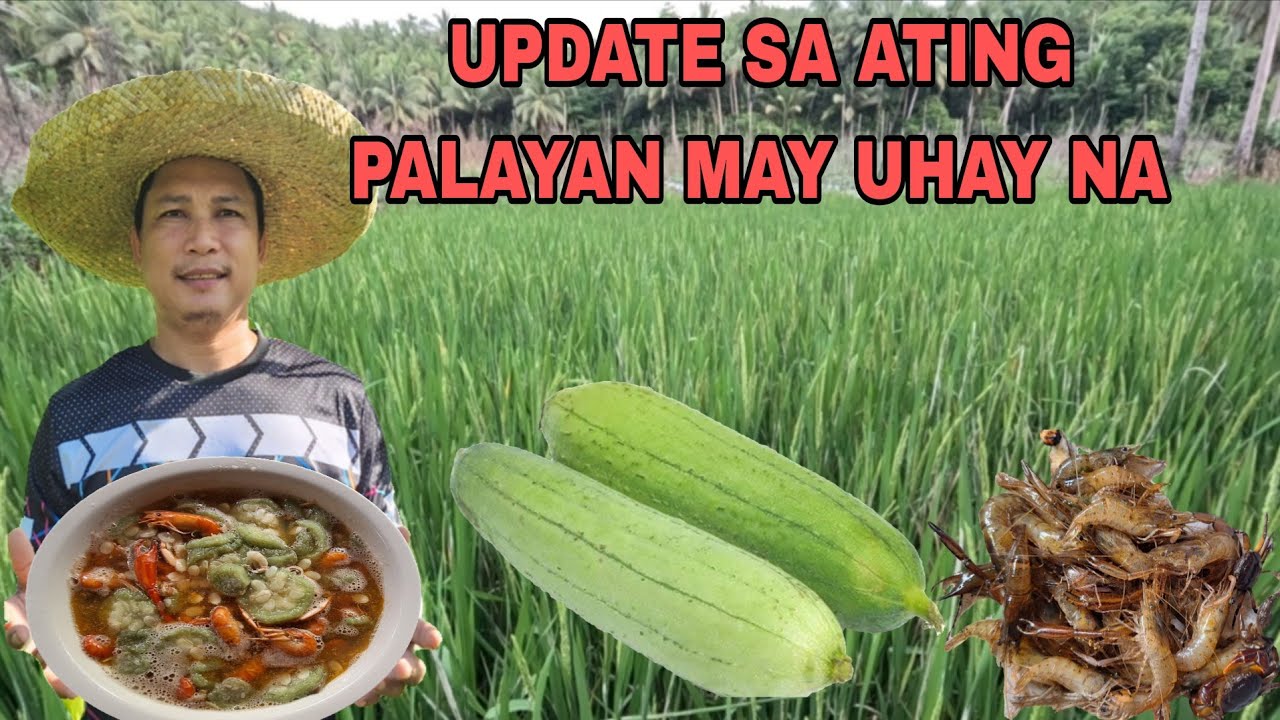Pag grass cutter ng pilapil ng palayan at Ginisang patola sa ...