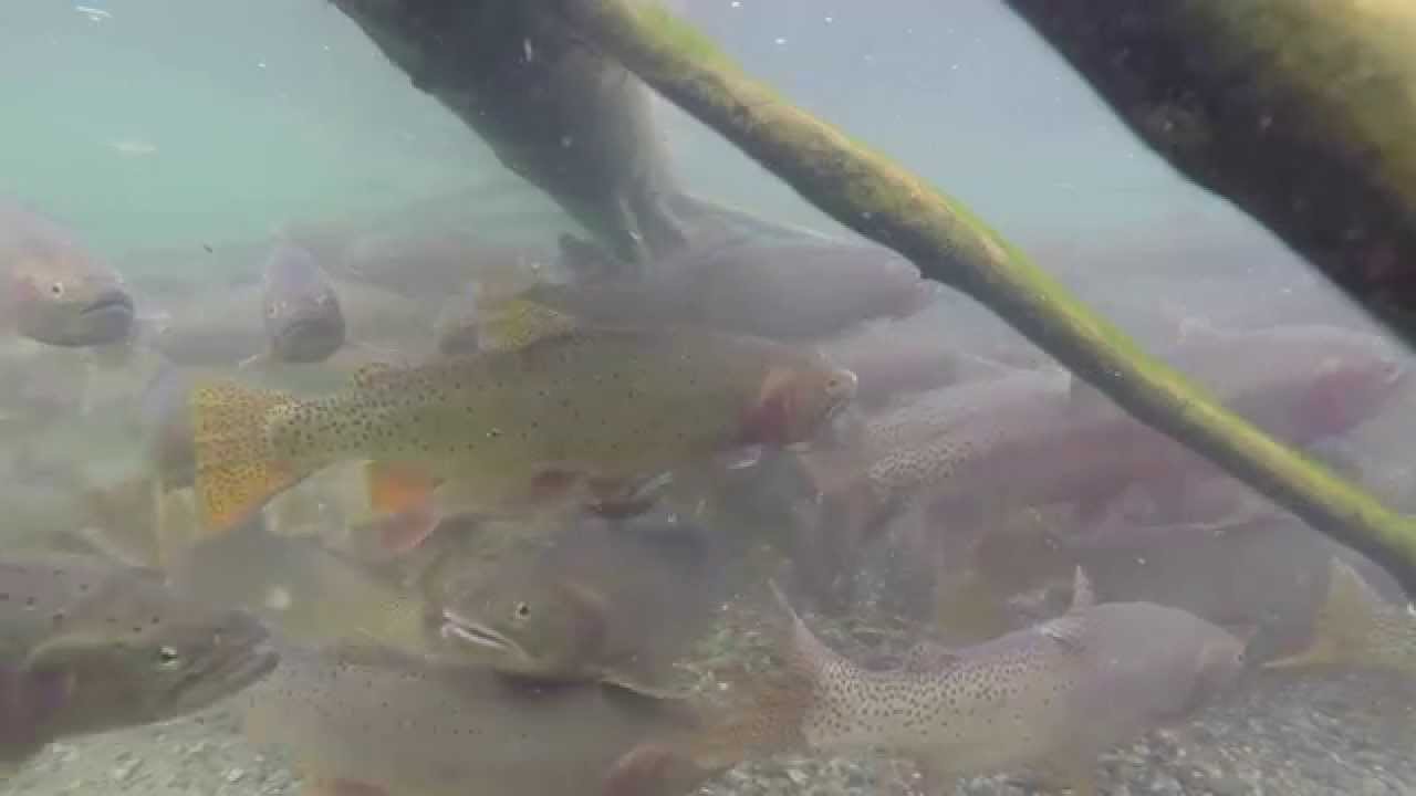 Spawning Cutthroat Trout at Henrys Lake - YouTube