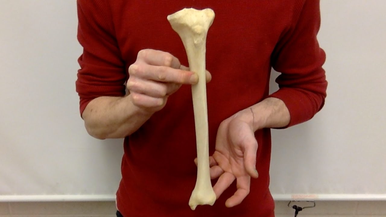 Left or Right? siding a TIBIA - YouTube