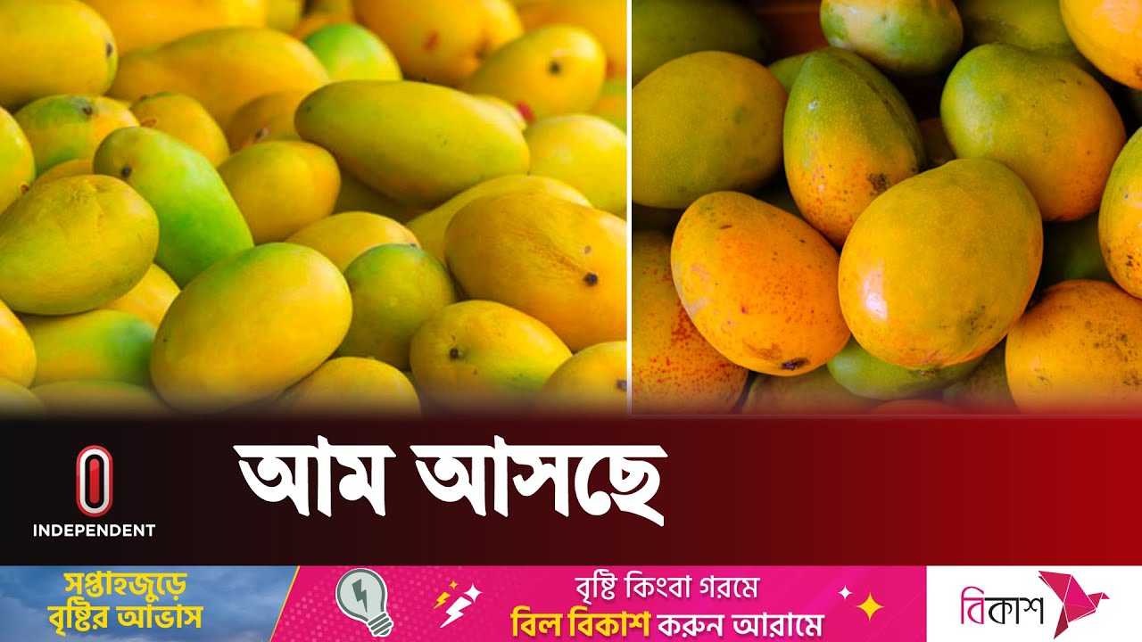 যেদিন থেকে পাওয়া যাবে রাজশাহীর আম | Rajshahi Mango | Independent TV - YouTube