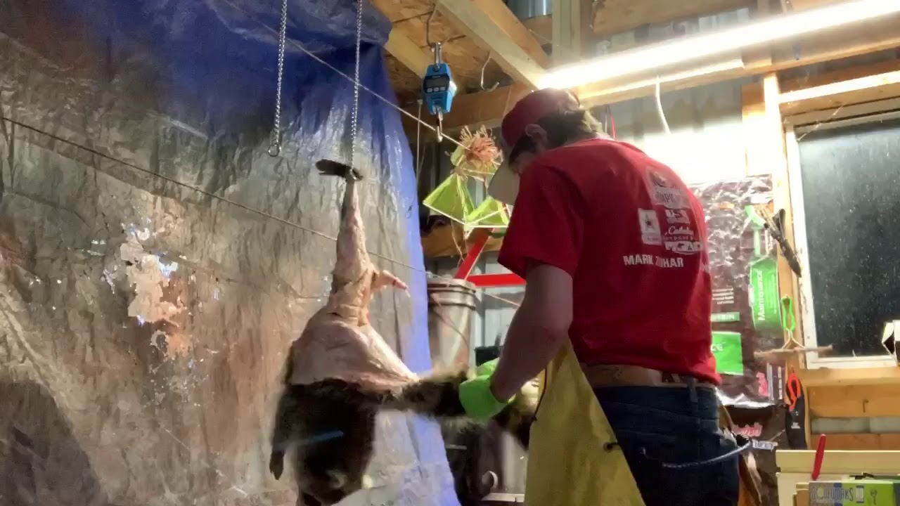 Skinning a coon - YouTube