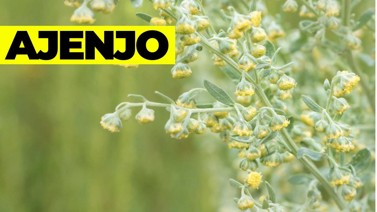 ¿Qué es el AJENJO?🌿 Propiedades y beneficio del AJENJO - YouTube
