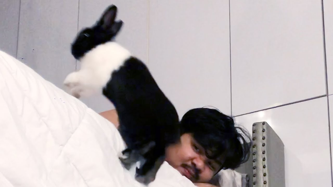 ฝึกกระต่าย กระโดด ขึ้นเตียง Day2 / Netherland Dwarf Jump - YouTube