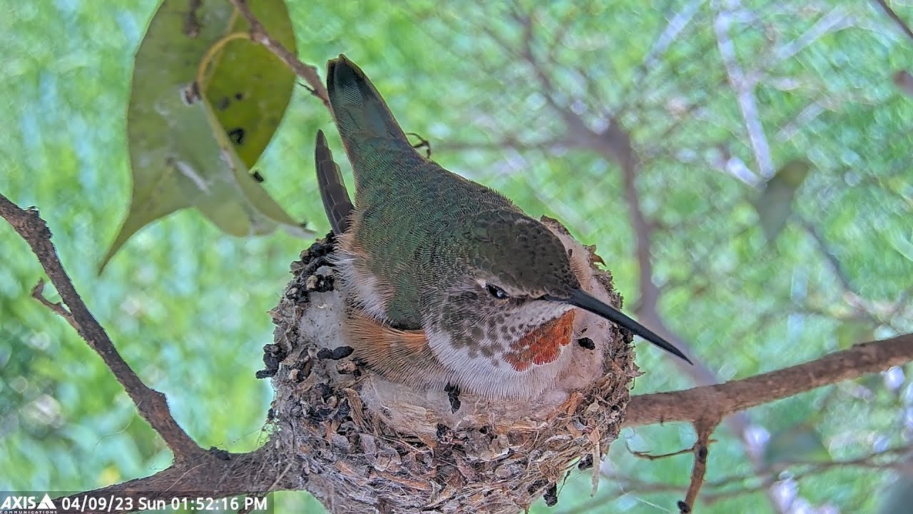 Allen's Hummingbirds - Highlights from April 9th. Mom, Olive, and her ...