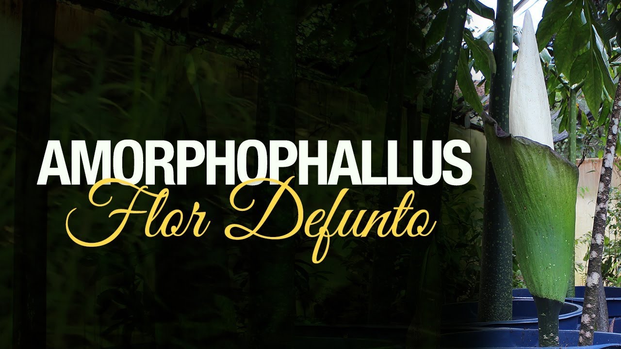 A flor mais fedida do mundo! Amorphophallus ou Flor Defunto - YouTube
