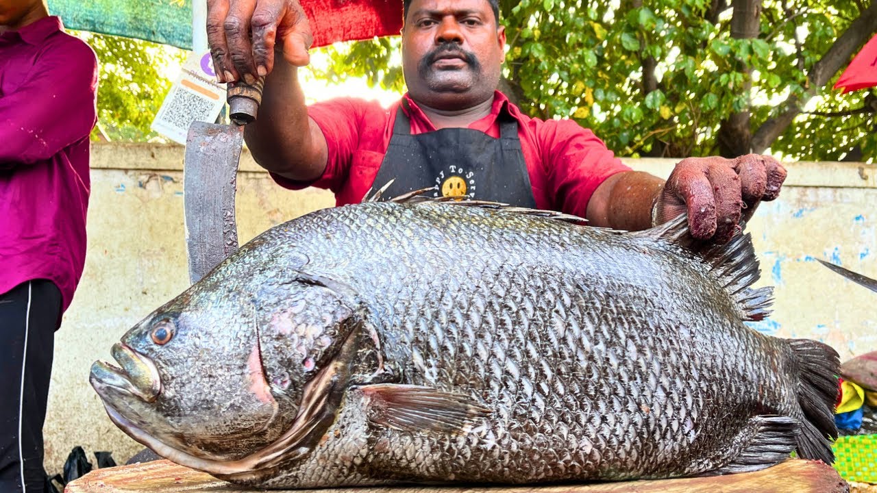 KASIMEDU SELVAM BIGGEST BLACK KODUVA FISH CUTTING VIDEO CUTTING FOCUS 🔪 ...