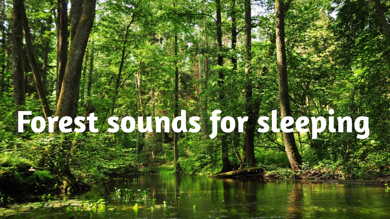 Forest sounds for sleeping | Birds chirping | Green grass in the forest ...