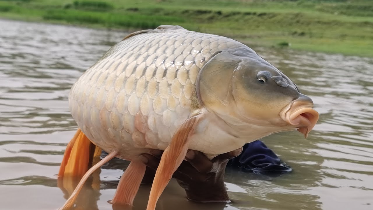 New Unique Underwater Fishing | Best Fish Catching in Underwater - YouTube