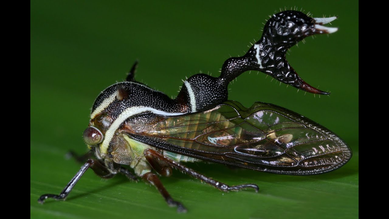 Monster Animals: Bugs and Beetles - YouTube