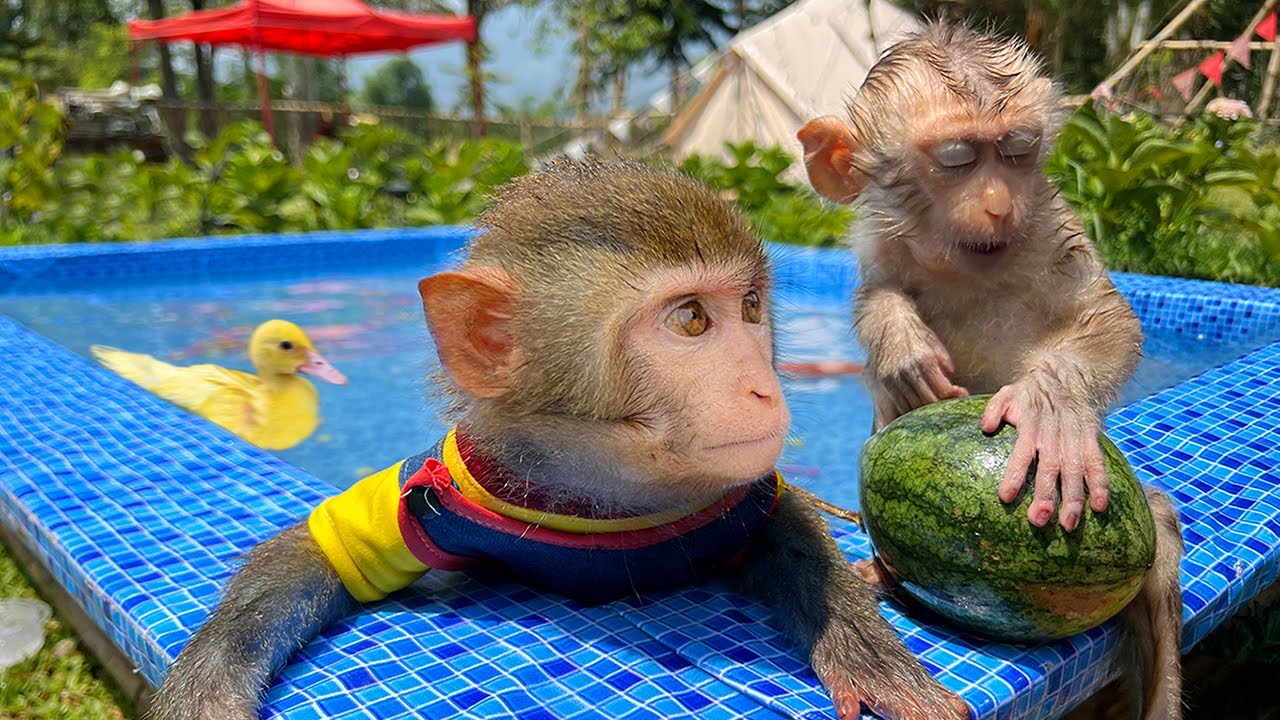Bim Bim Farmer's Morning | Baby monkey Obi swims with friends and opens ...