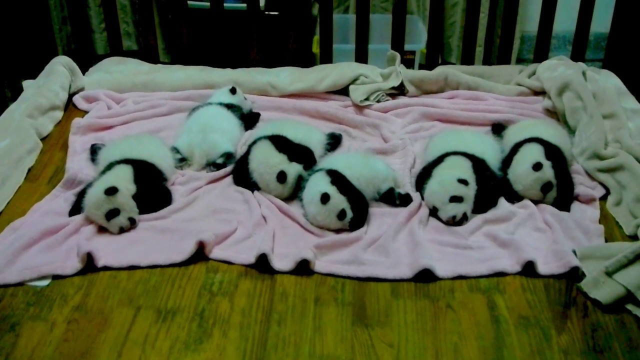 Dreaming Panda Babies Are ADORABLE! - YouTube