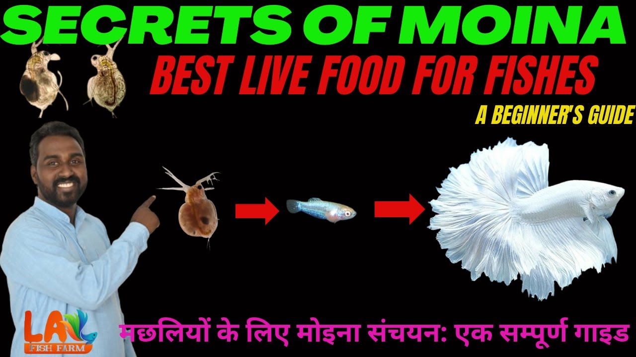 Best Live food for fishes-"Moina Culture: Everything You Need to Know ...