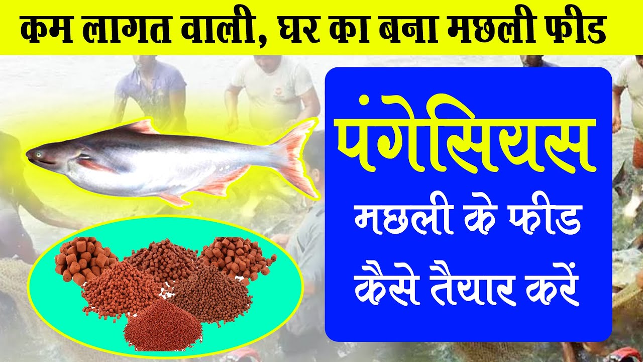 पंगेसियस मछली के फ़ीड कैसे तैयार करें - How to Prepare Feed for ...