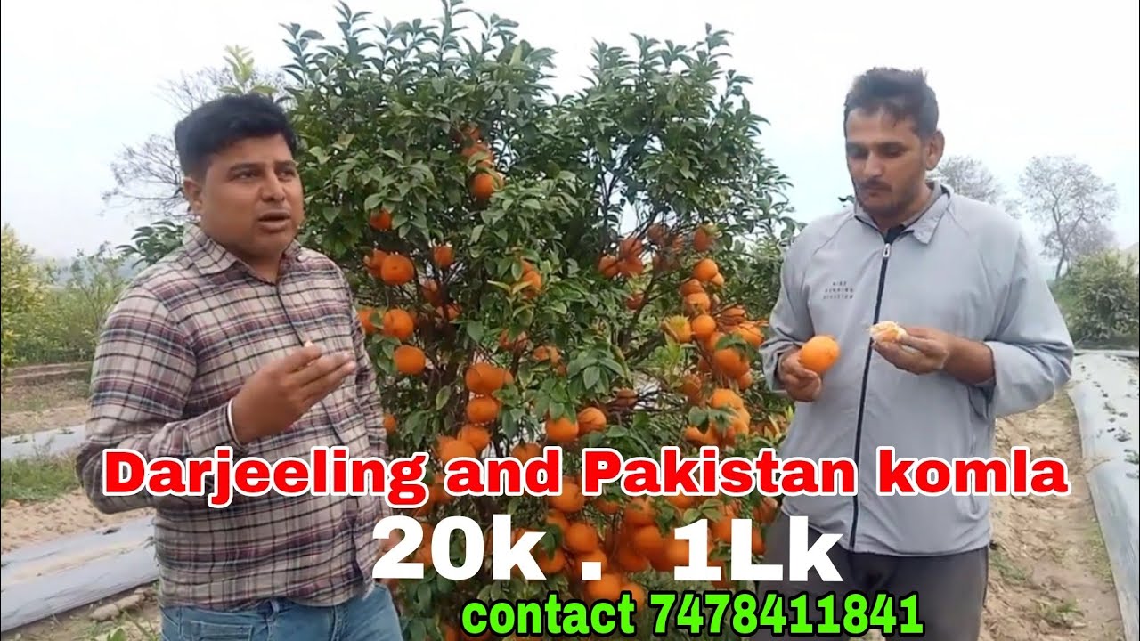 Darjeeling and Pakistan komla farming! all India delivery. contact ...