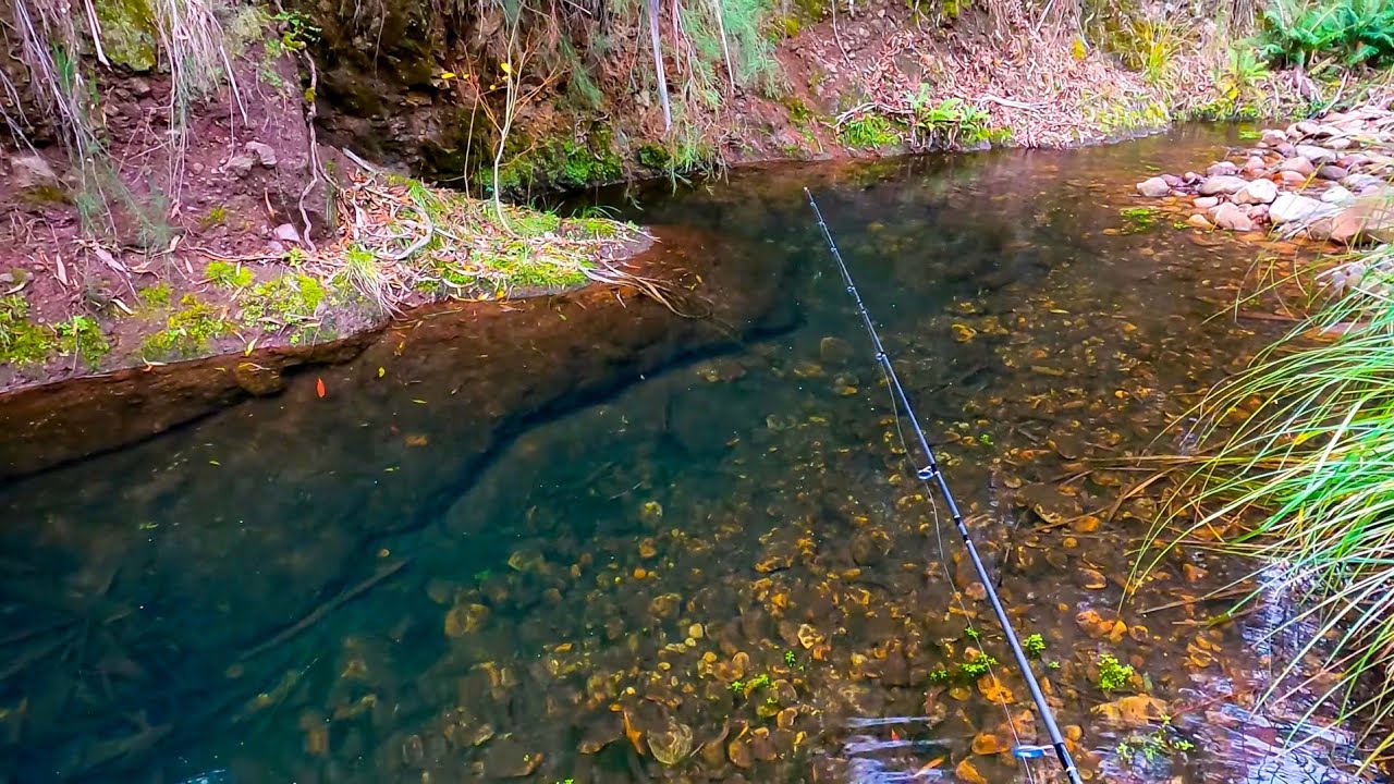 Totally NOT what I was expecting on this small stream fishing adventure ...