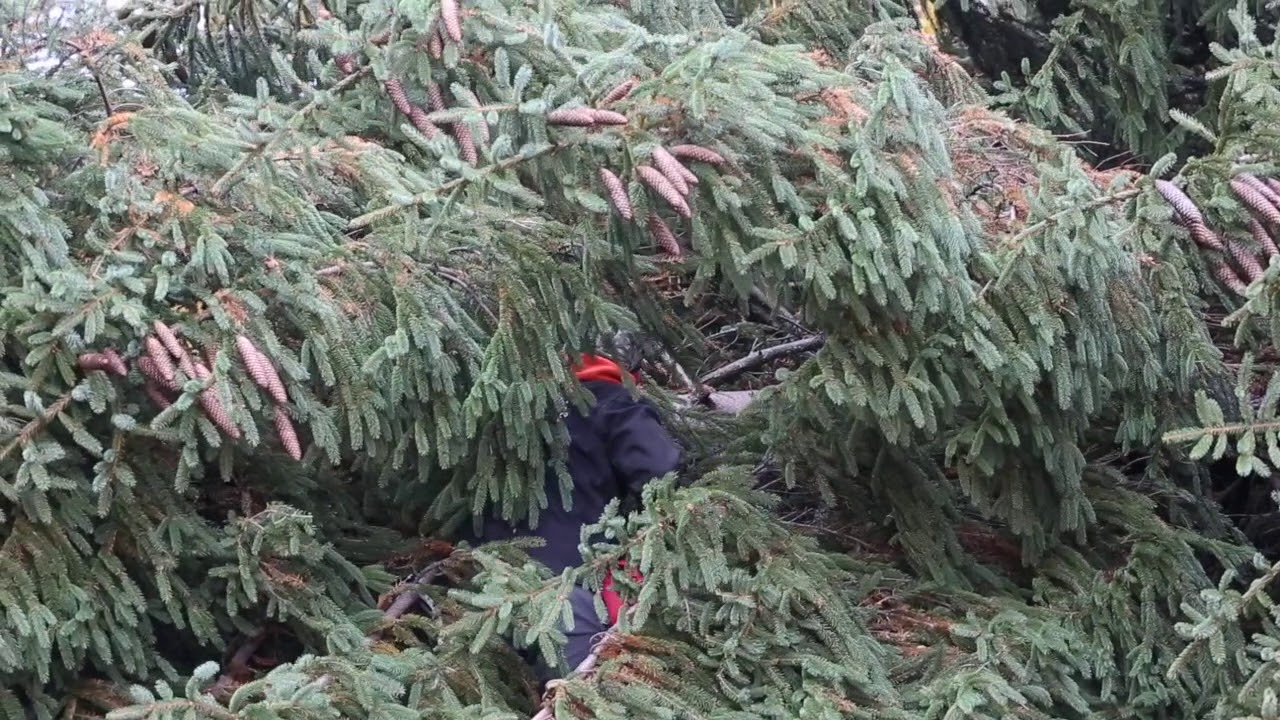 Winterland Tree Arrival 2018 - YouTube