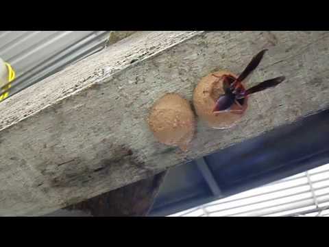 Marimbondo construindo sua casa - YouTube