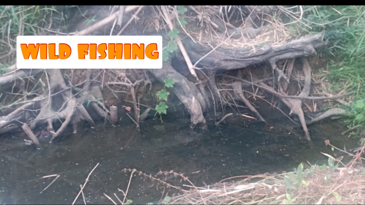 Exciting Trout fishing experience. Drain out water from swamp/lake ...