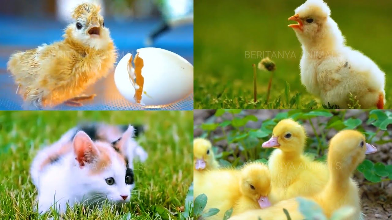 Cute Little Animals: Chicks, Kitten, Duckling, Bunny, Lamb, Calves ...