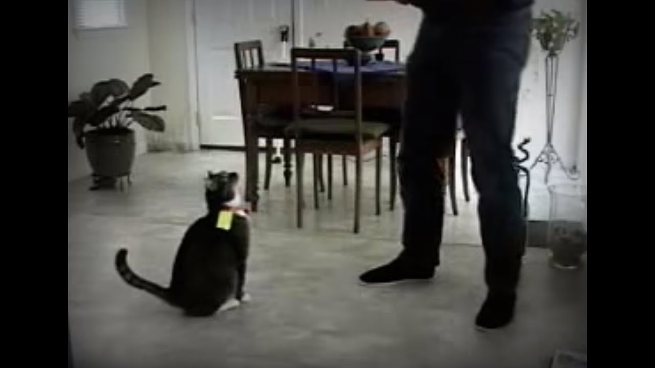 Whoa! Cat does AMAZING tricks! So cute! - YouTube