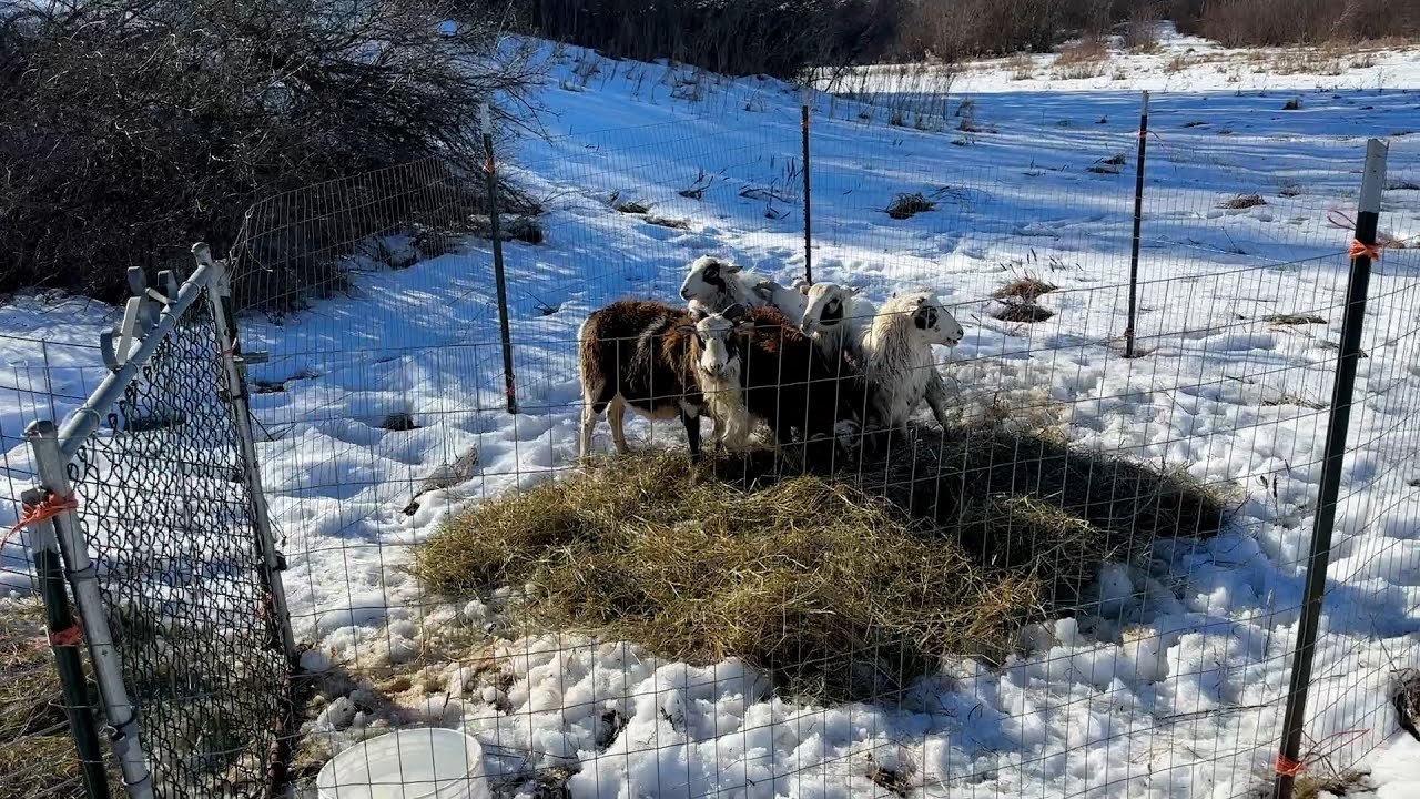 CHEAP SHEEP SORTING w/ Hog Panels & T-Posts - Starting a Farm From ...