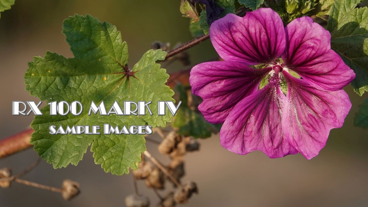 Sony Cyber-shot RX100 IV (RX100M4) Photo Samples - YouTube